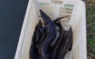 鲟鱼多少钱一斤_鲟鱼价格为什么差距大