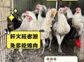 童子鸡的功效与禁忌_什么人不能吃