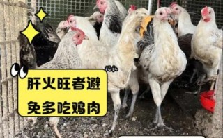 童子鸡的功效与禁忌_什么人不能吃