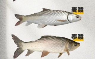 淡水鱼种类大全_常见淡水鱼图片识别