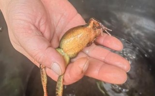 雪蛤长什么样子_雪蛤图片特征