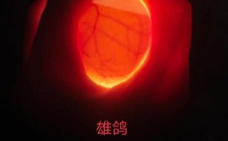 鸽子蛋孵化过程图_如何人工辅助破壳