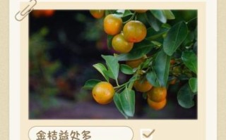 金桔怎么吃好吃_金桔怎么吃不苦