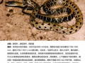 菜花蛇是什么蛇_有毒吗