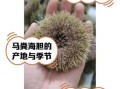 紫海胆和马粪海胆哪个好_口感营养价格全方位对比