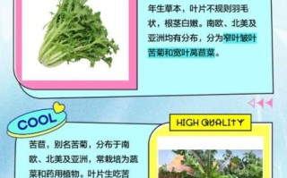 苦菊和苦苣的区别_苦菊苦苣哪个更苦