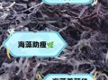 海藻的功效与作用是什么_吃海藻真的能减肥吗