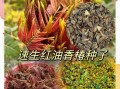 香椿怎么种_香椿种植技术视频教程