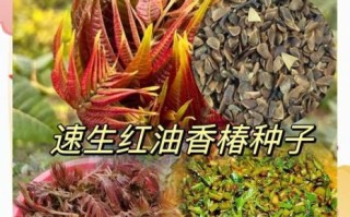 香椿怎么种_香椿种植技术视频教程