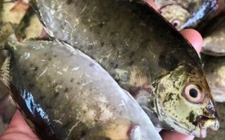 泥猛鱼是海鱼吗_泥猛鱼能不能淡水养