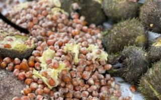 生芡实怎么吃_生芡实可以生吃吗