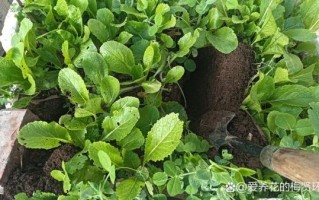 怎样用水果做酵素最好_水果酵素比例是多少