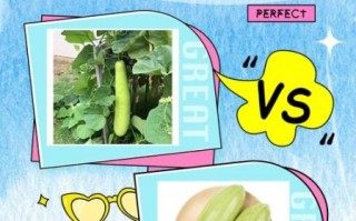 西葫芦和瓠瓜的区别_怎么区分