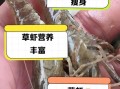 草虾养殖技术_如何提高草虾成活率