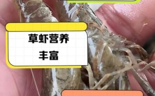 草虾养殖技术_如何提高草虾成活率