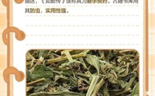 灵香草的功效与作用_灵香草怎么用效果最好