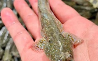 跳鱼儿是什么意思_跳鱼儿是哪里的方言