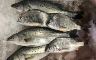 鲈鱼养殖条件_鲈鱼养殖需要什么条件