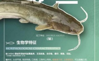 鲇鱼怎么念_鲇鱼是鲶鱼吗