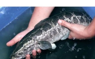 巨型黑鱼是什么_巨型黑鱼能吃吗