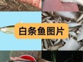 白枪鱼长什么样子_白枪鱼和白条鱼的区别