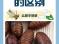 蝉蛹和蚕蛹哪个营养价值高_蝉蛹与蚕蛹营养成分对比