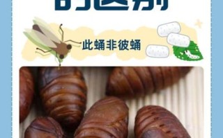 蝉蛹和蚕蛹哪个营养价值高_蝉蛹与蚕蛹营养成分对比