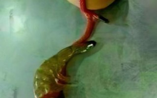 虾扯蛋高清大图片哪里找_虾扯蛋图片怎么拍才清晰