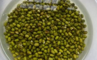 黄豆芽怎么发芽_黄豆芽发芽全过程