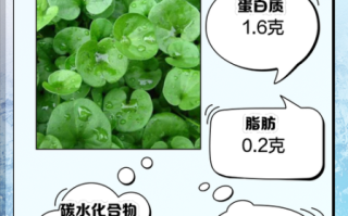 马蹄草熬水喝治疗什么_马蹄草煮水的功效与禁忌