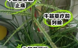 牛筋草对脑梗有效果吗_牛筋草怎么喝才管用