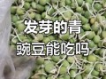 青豌豆发芽了还能吃吗_发芽青豌豆有毒吗