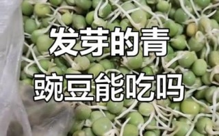 青豌豆发芽了还能吃吗_发芽青豌豆有毒吗