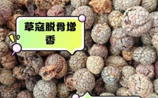 草寇香料是什么_草寇香料怎么用