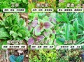 春天的野菜有哪些_春天常见野菜名称及图片