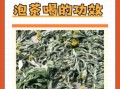 鼠曲草的功效与作用_鼠曲草什么人不能吃