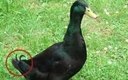 土番鸭图片_如何区分土番鸭与普通鸭