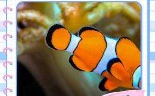 小丑鱼怎么养_小丑鱼能和什么鱼混养