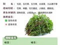 马齿菜煮水涂抹的功效_马齿菜煮水能止痒吗