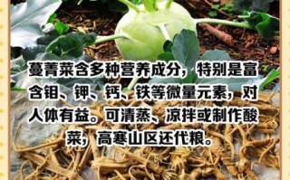 蔓菁读音是什么_蔓菁怎么读才标准