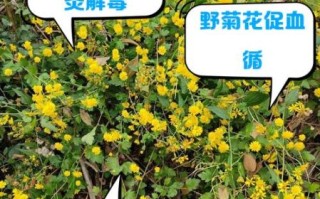 野菊花的功效与作用_野菊花的禁忌有哪些