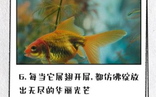 孔雀开屏像什么比喻句_孔雀开屏的比喻句有哪些