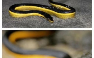 海蛇有毒吗_海蛇毒性排名