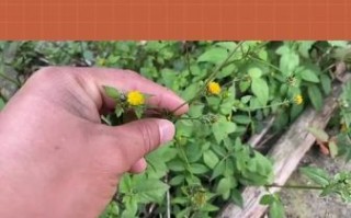 肝炎吃什么草药最有效_肝炎克星草药有哪些