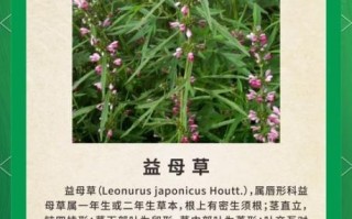 益母草怎么吃最好_益母草食用禁忌有哪些