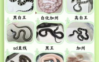 蛇类大全_蛇有哪些常见品种