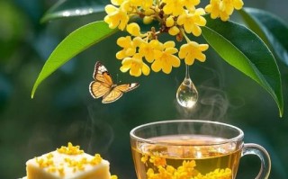 桂花树苗怎么选_桂花树苗价格多少钱一棵