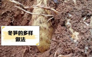 鲜冬笋的营养价值_鲜冬笋怎么吃最营养