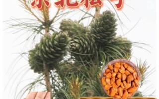 野生松子长什么样_野生松子与种植松子区别