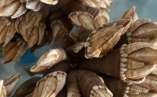 狗爪螺和鹅颈藤壶的区别_哪个更好吃